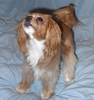 Chi-Spaniel: Cocker Spaniel / Chihuahua Mix