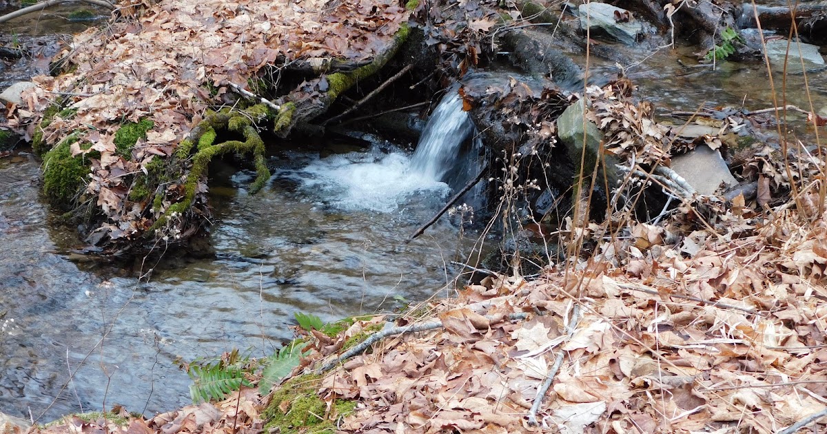 Small Stream Reflections: "Brooklets"