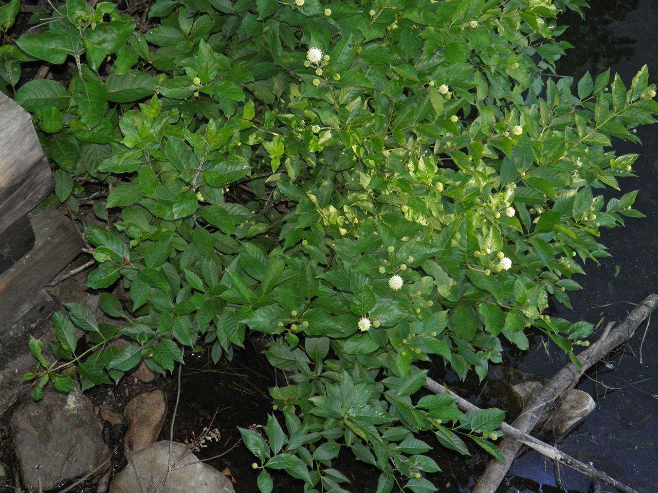 Docaitta Lifestyle: Native Ornamental Plant: Button Bush
