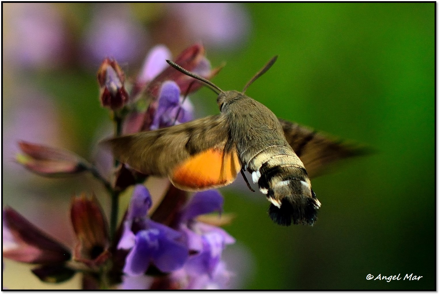 Butterflies and Dragonflies: Macroglossum stellatarum (Polilla Esfinge ...
