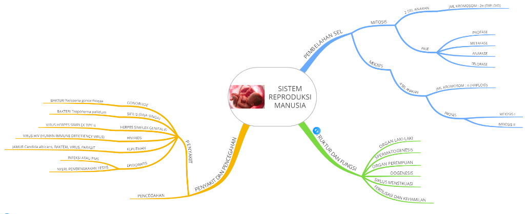 Mind Map Sistem Reproduksi Pada Manusia | Sains Multimedia