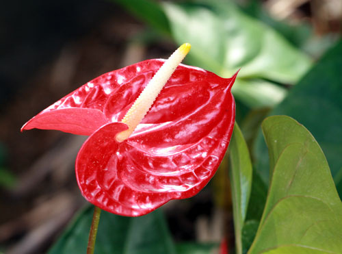 BEAUTIFUL FLOWERS: Anthurium Flowers - Pictures & Meanings