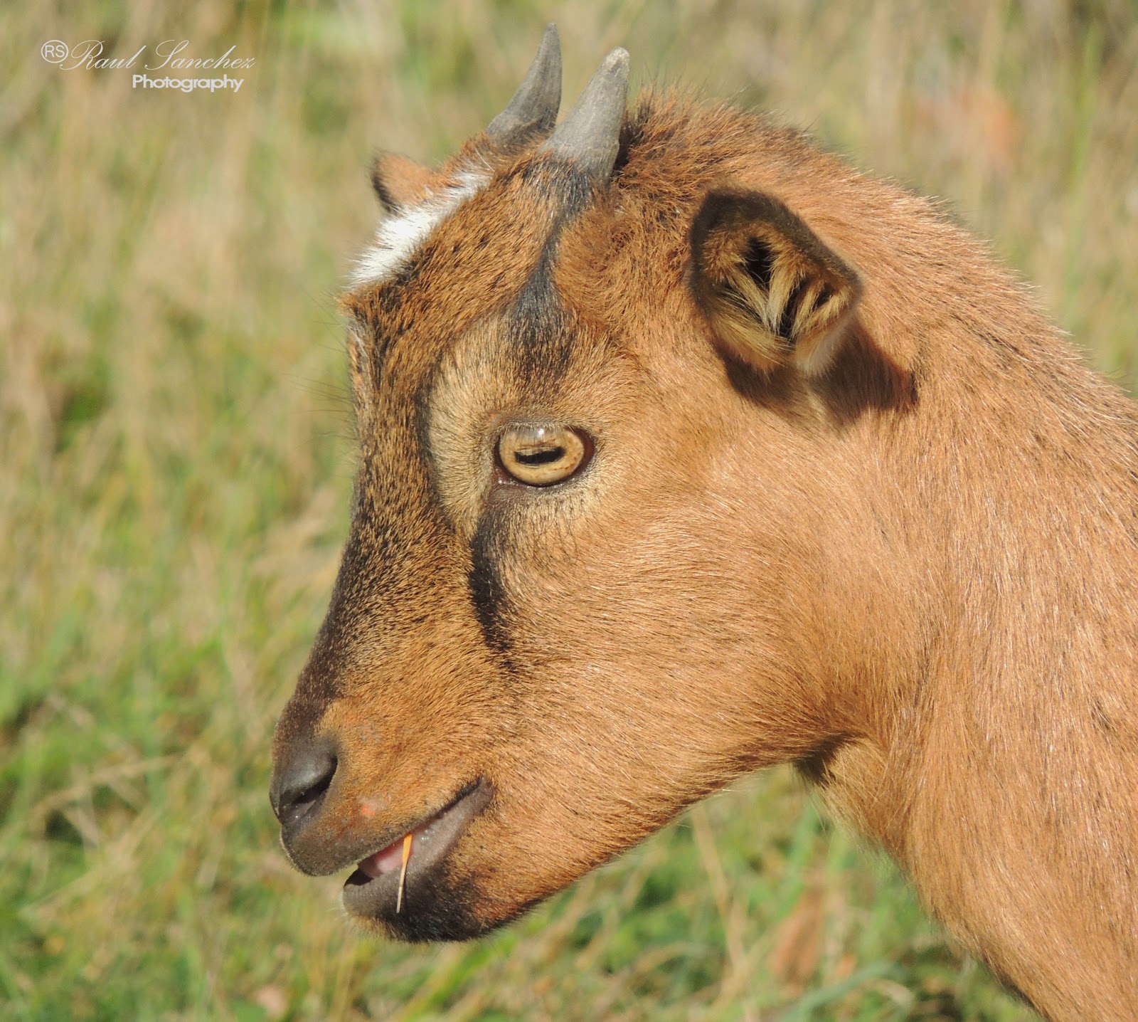 Naturaleza Viva : Cabra (Capra hircus)