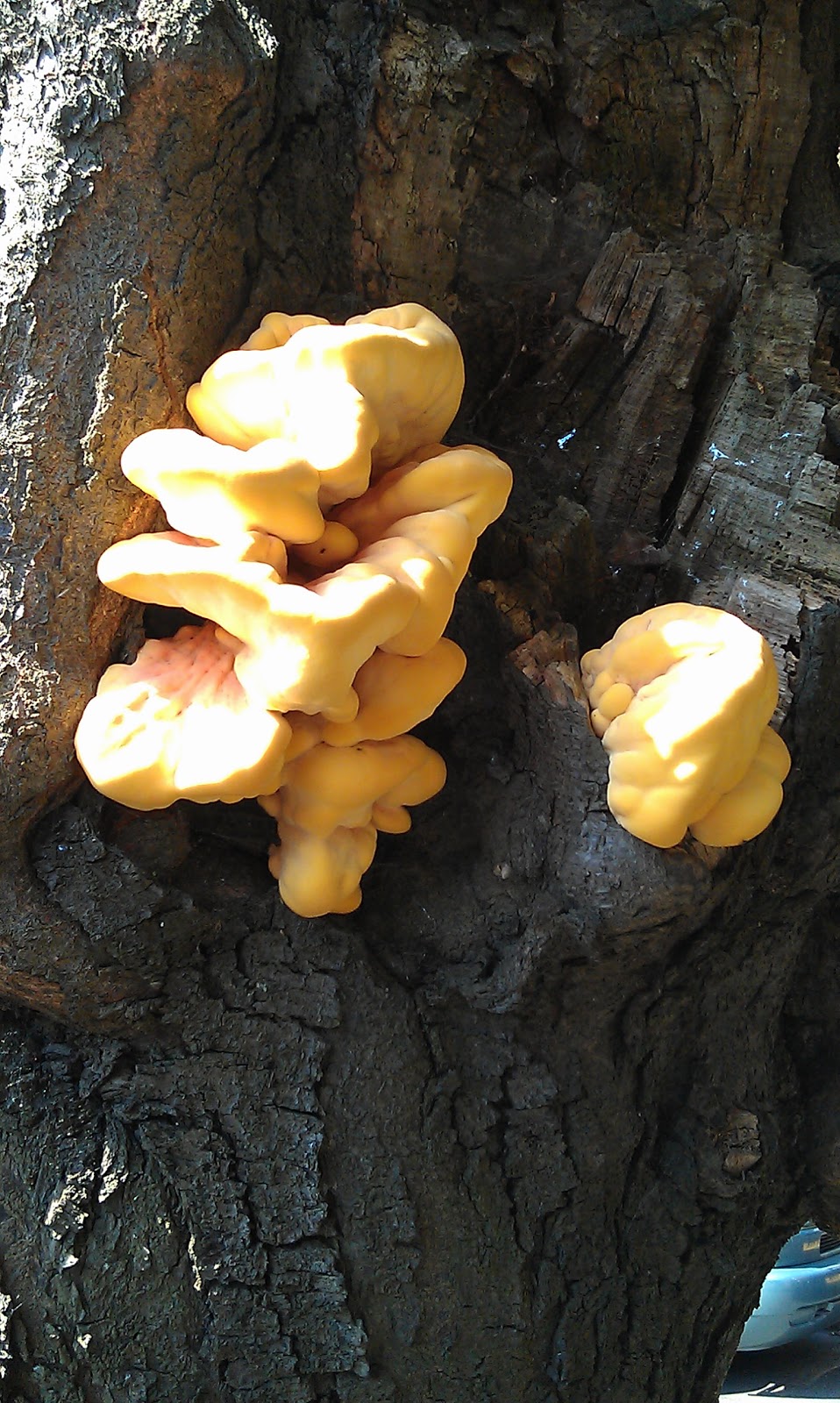 Laetiporus sulphureus - Sulphur Polypore On Purple Plum