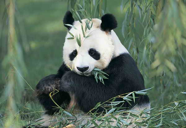 Giant Panda Animal Facts And Pictures | All Wildlife Photographs