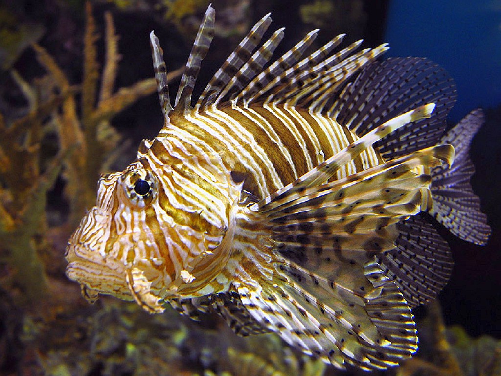 Lion Fish | The Life of Animals