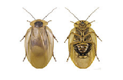 Blattodea & Isoptera