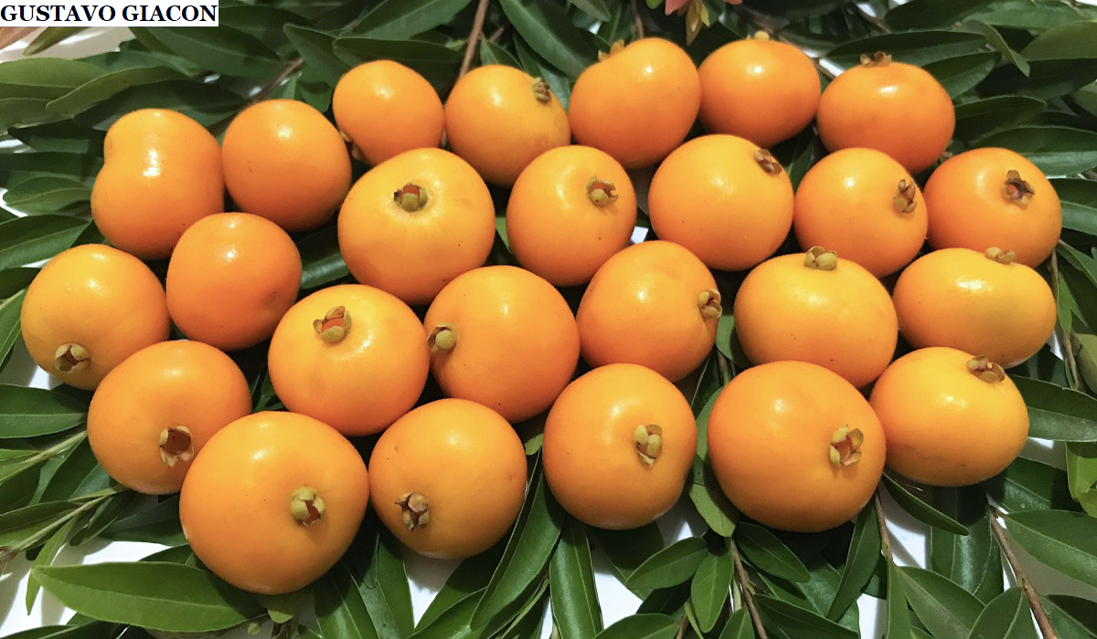 Viveiro Ciprest - Plantas Nativas e Exóticas: Uvaia Lisa ( Eugenia ...