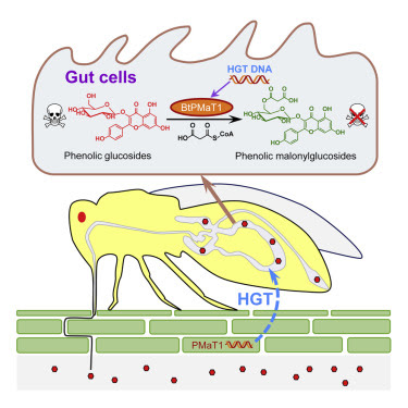 TYWKIWDBI ("Tai-Wiki-Widbee"): Gene transfer from plant to insect ...