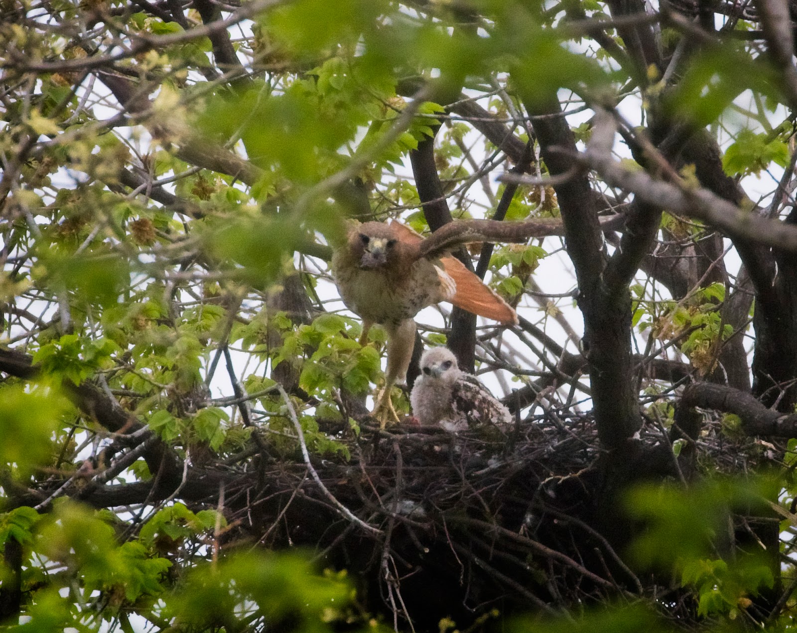 Laura Goggin Photography: This week's Tompkins Square hawk chick update