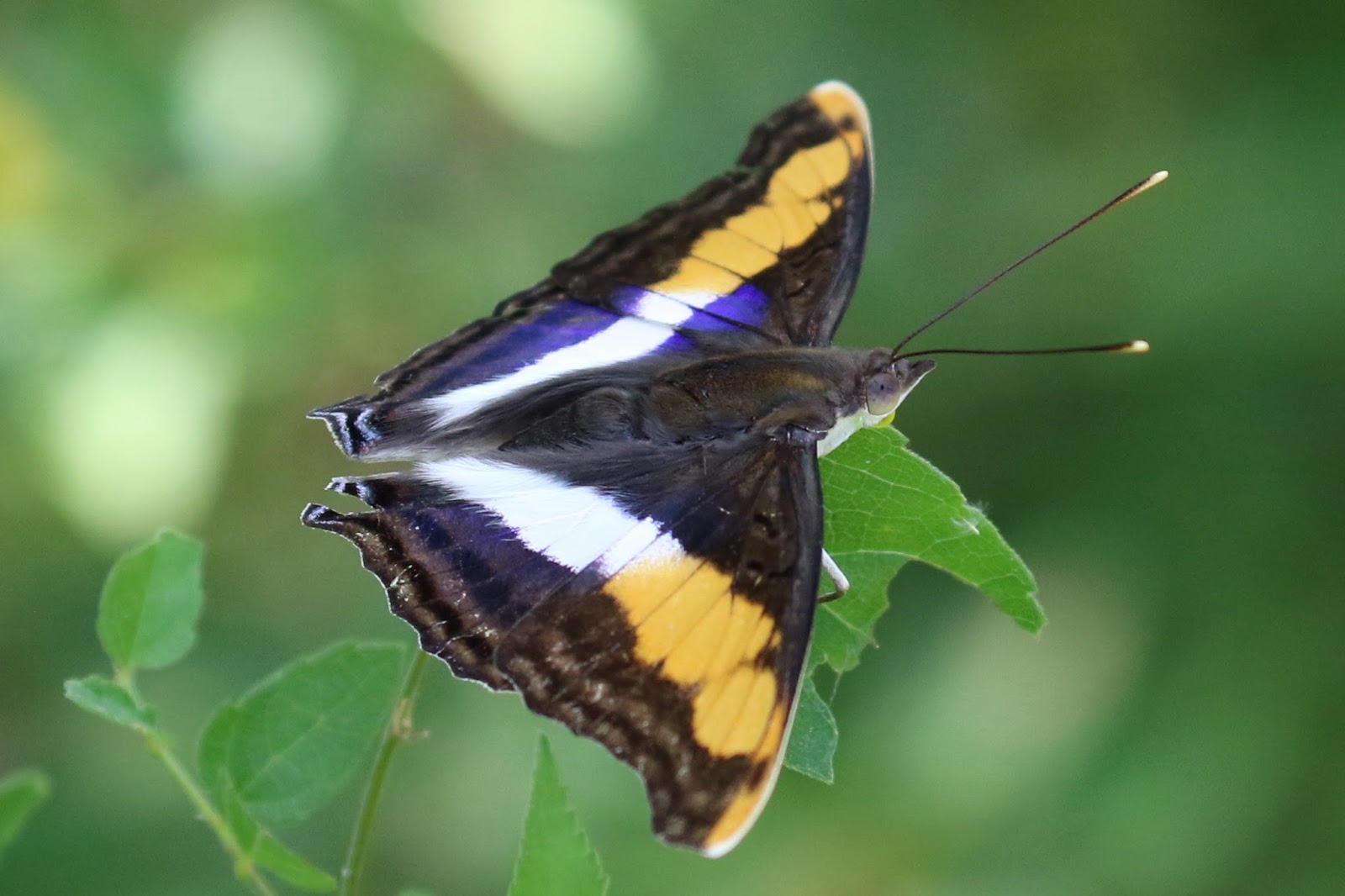 Rio Grande Valley Butterflies: National Butterfly Center, 7/19/15