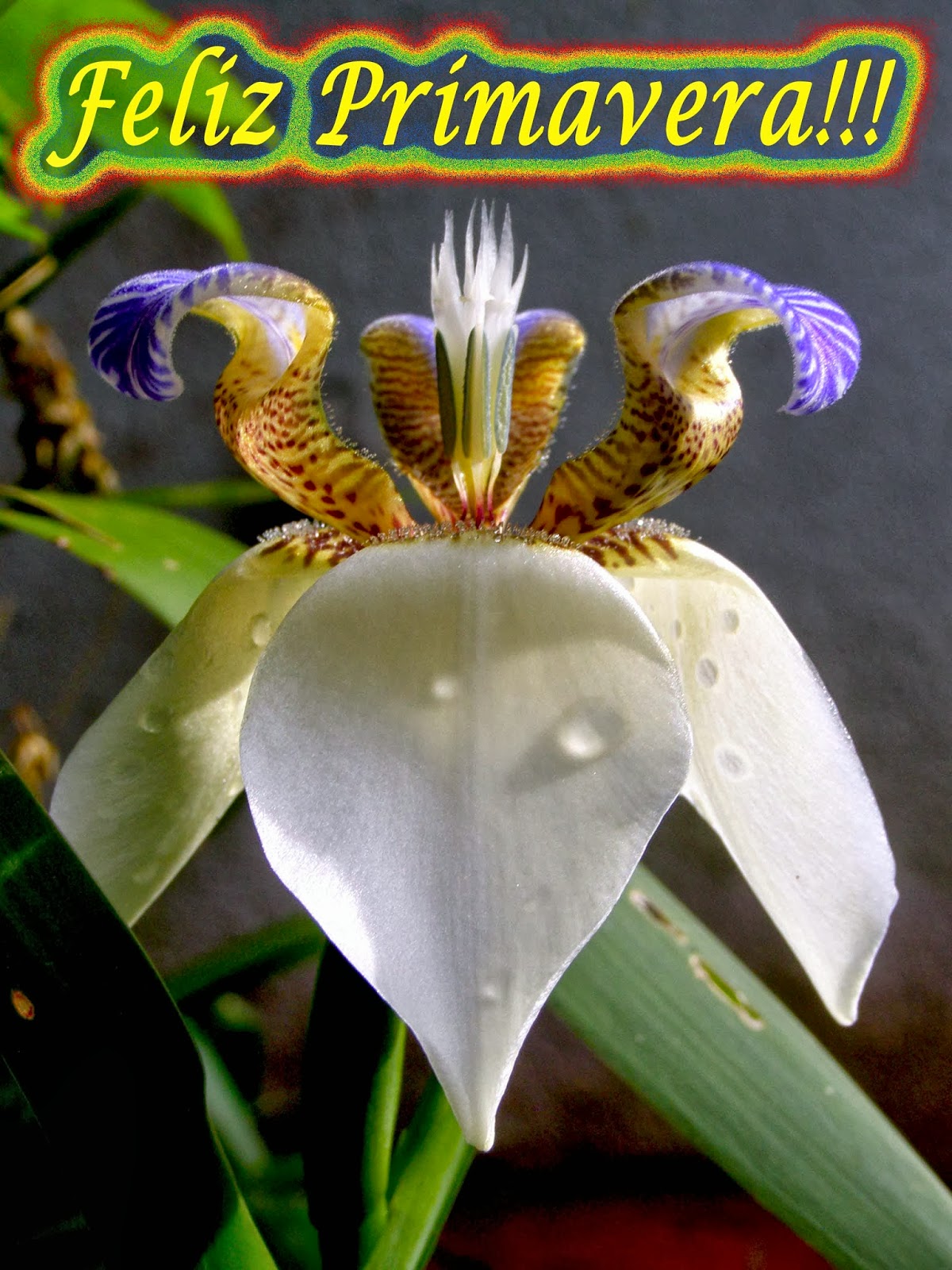 1000+ images about primavera on Pinterest