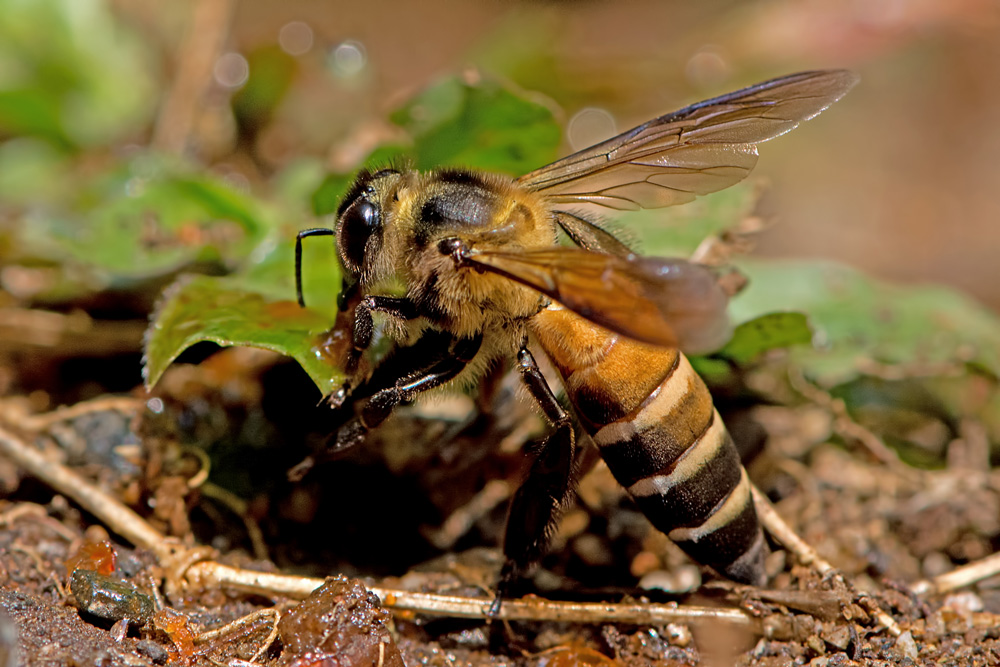 Thailand Misc Bug Gallery | BugsAlive