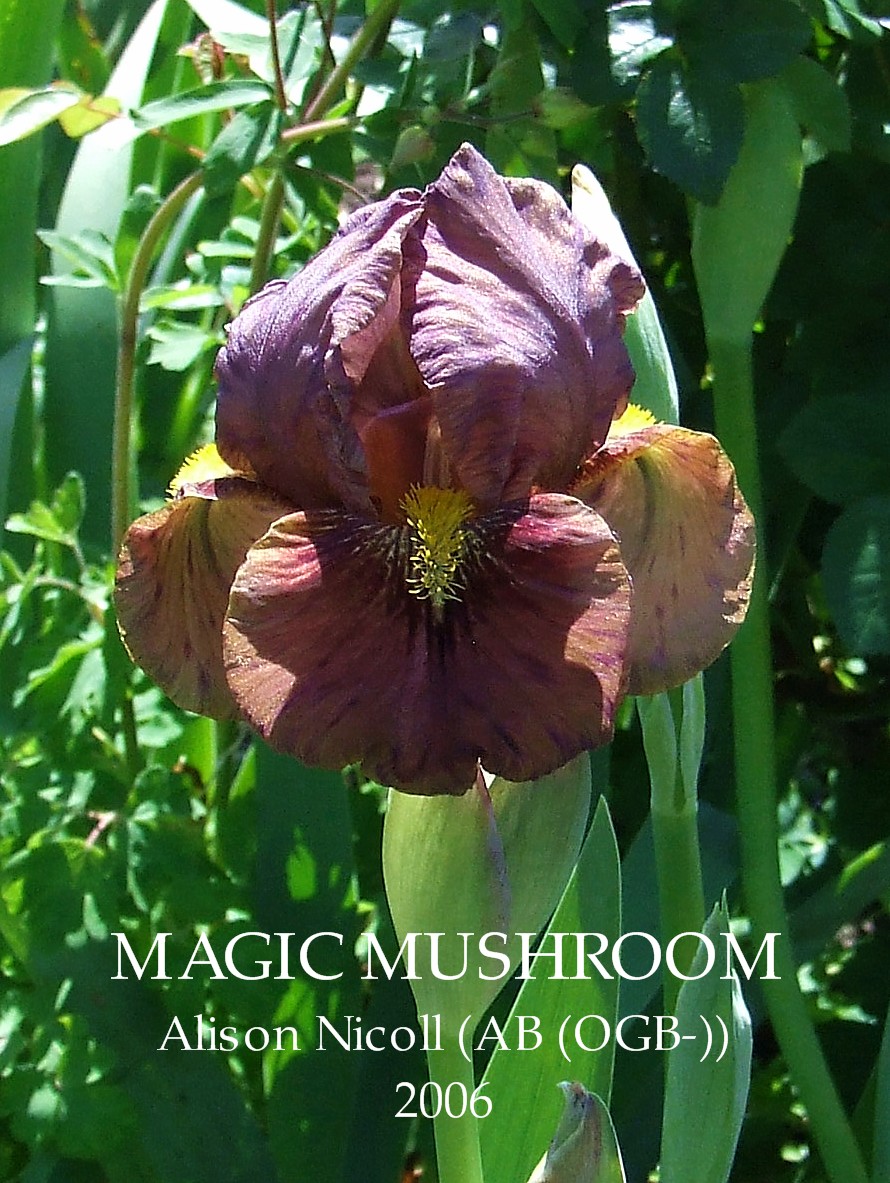 New Zealand Bred Aril Iris MAGIC MUSHROOM ~ HERITAGE IRISES