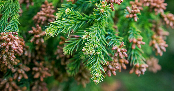 Ciri Ciri Pohon Cedar Jepang / Tsugi (Cryptomeria) Di Alam Liar ...