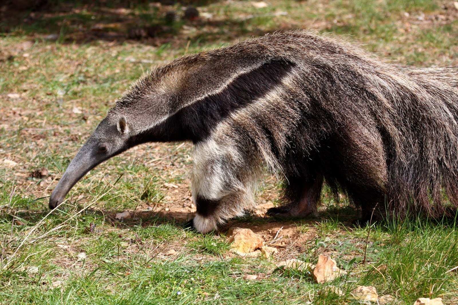 Blog Jornal da Mulher: 5 animais raros que podem ser vistos na Reserva ...