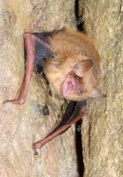 Bat Conservation: Tri-colored Bat