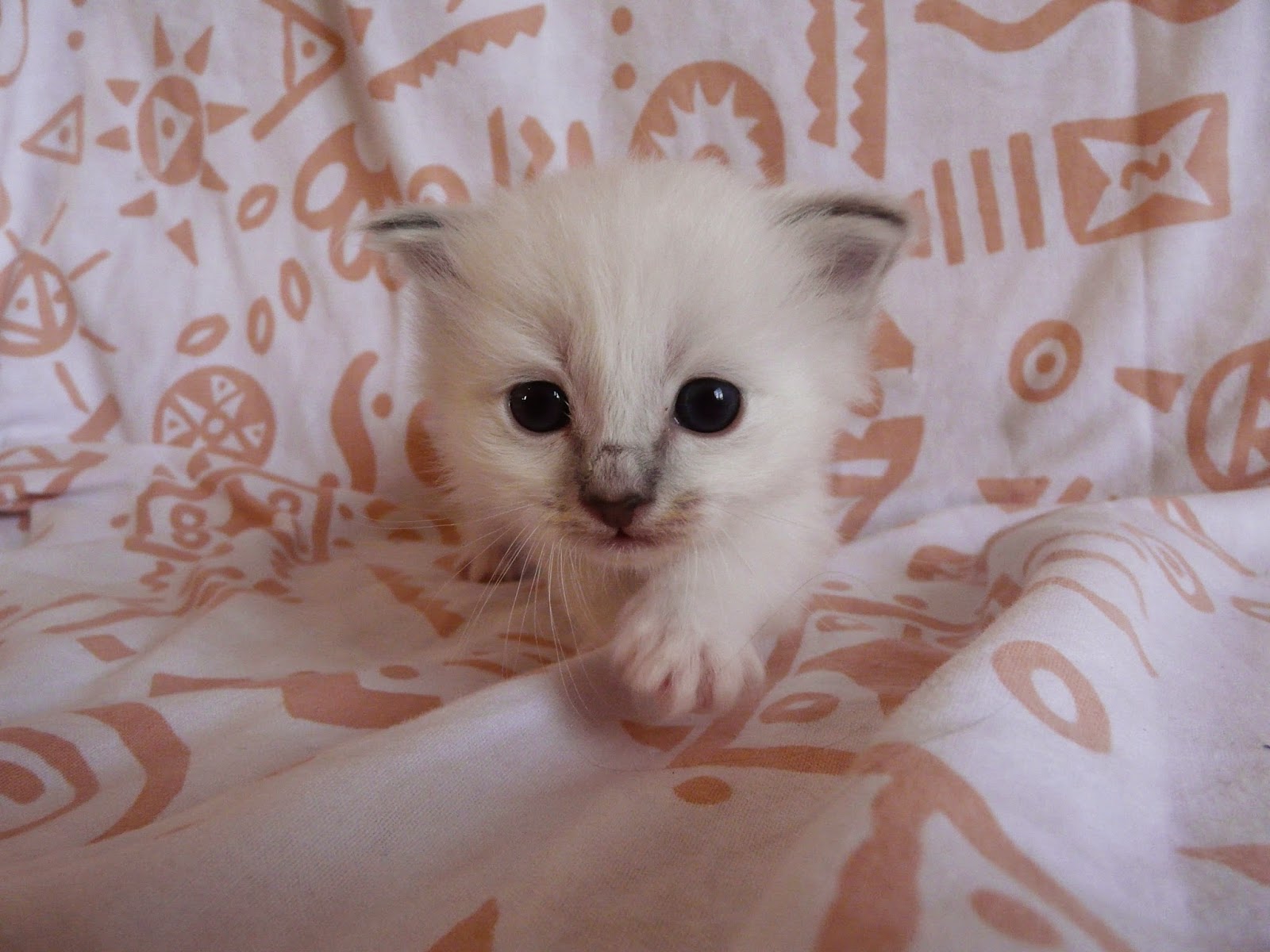 La Forêt des Anges: Des bébés chats pour le printemps