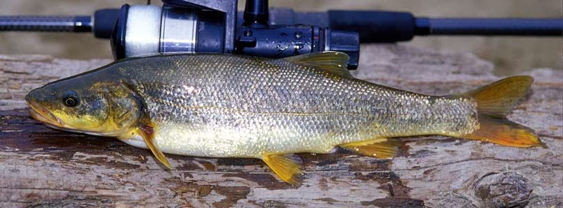 Northern squawfish - Fishes World - HD Images & Free Photos