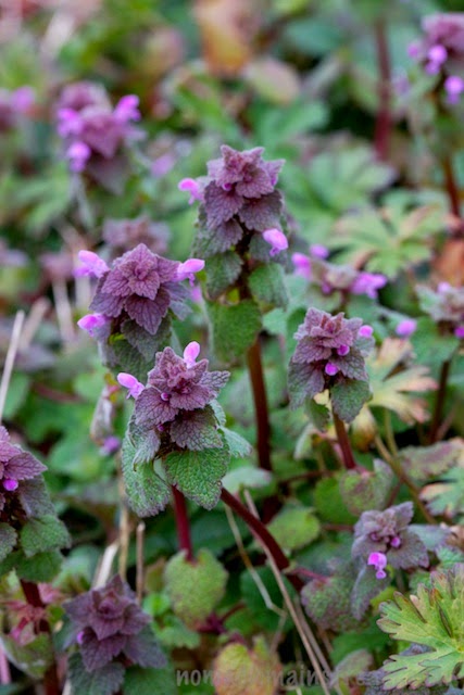 The Herb Hound: PURPLE DEADNETTLE/RED HENBIT
