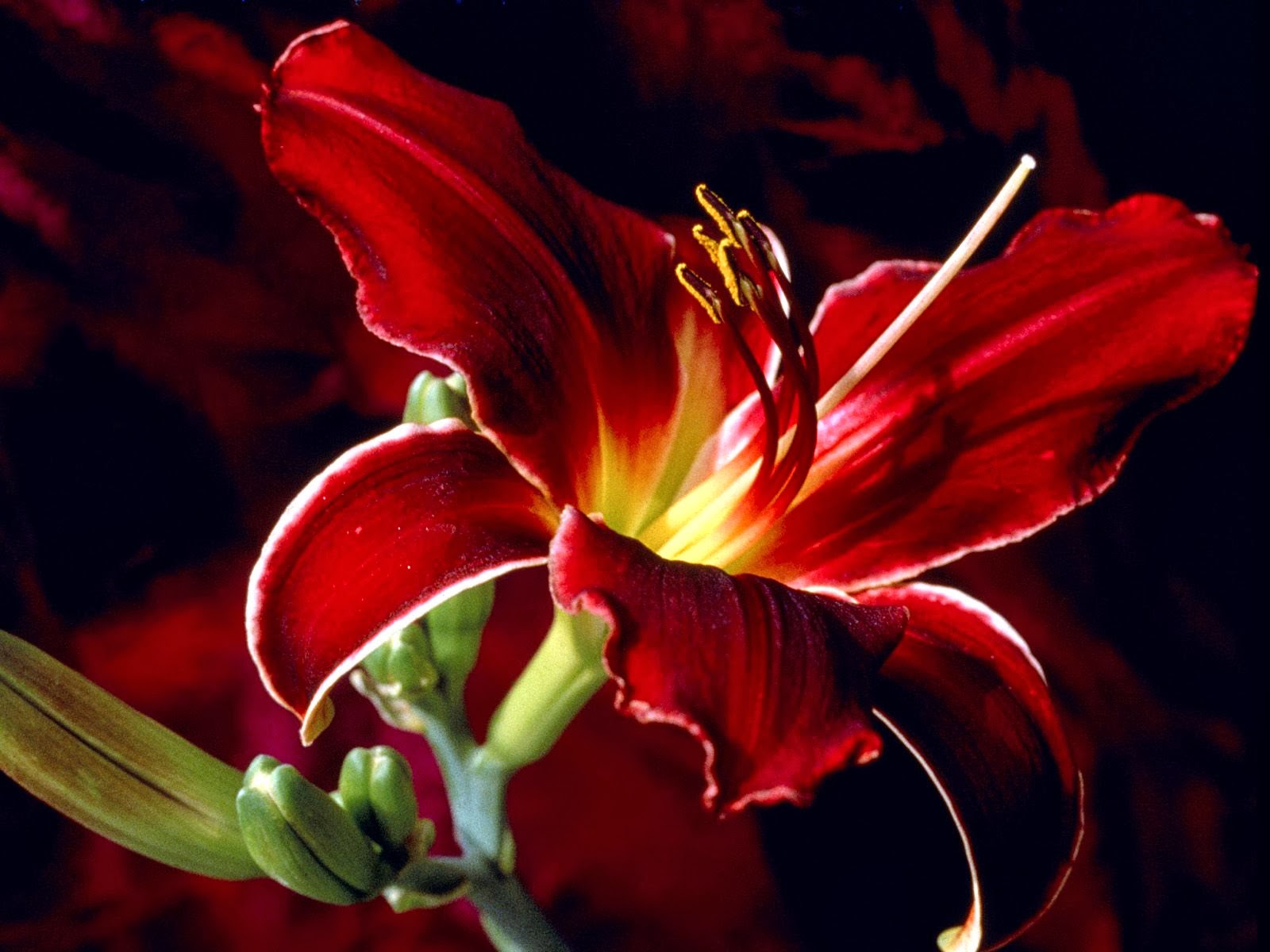 Il Giardino Interiore di Raffaella Rosati: La speranza