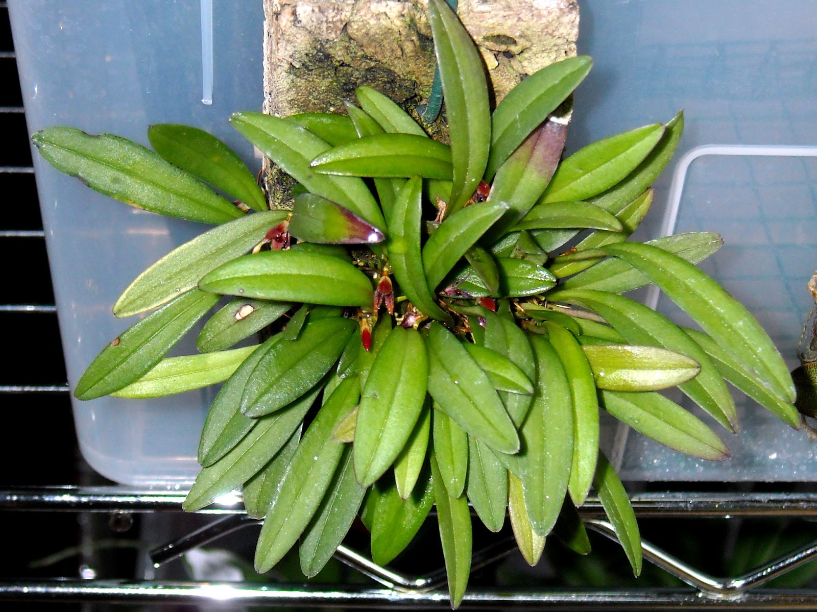Taccuino delle orchidee di silviaB: Pleurothallis funerea