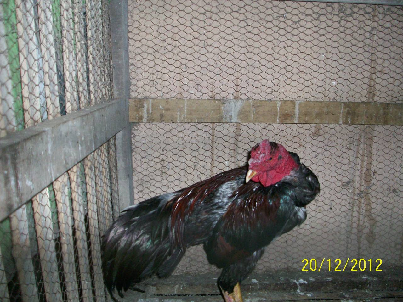 QudRiFaRm: Ayam Botak (Naked Neck Chicken)...
