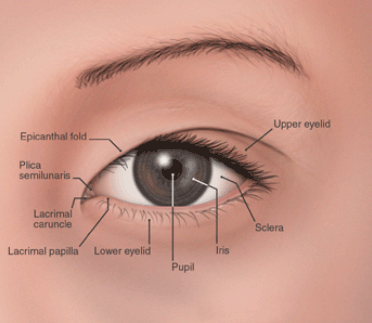 Anatomi, Bagian Luar Mata Berikut Fungsi