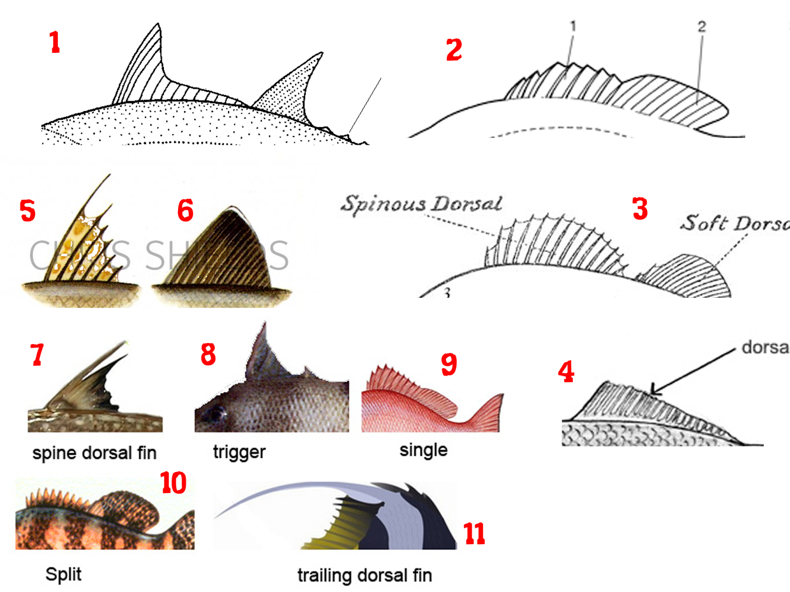 Brad King's Blog: Adaptation B - Fishman Head Fin/Sail Research and ...
