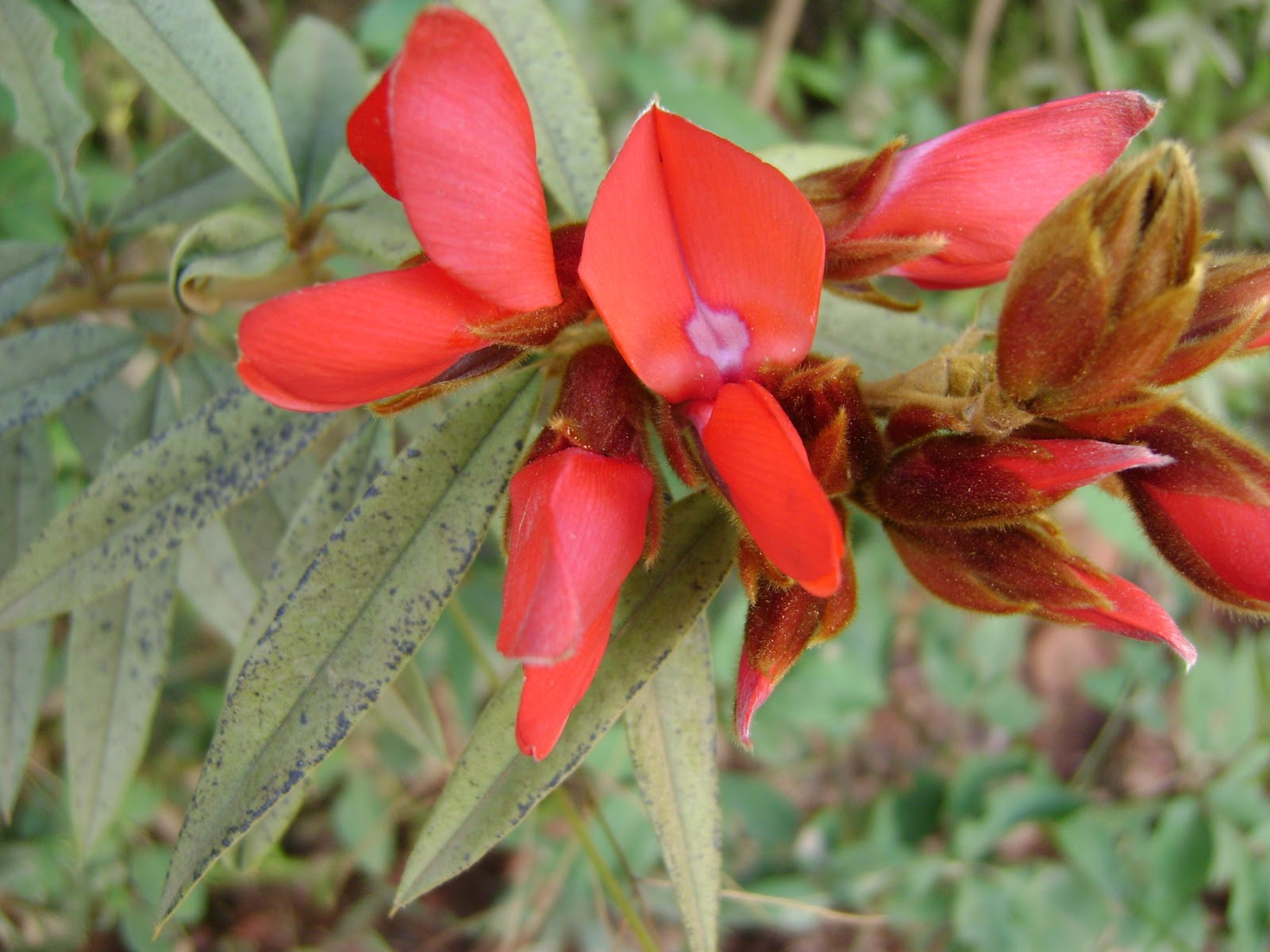 Fabaceae - Leguminosae no Brasil: The subfamily Faboideae (Fabaceae ...