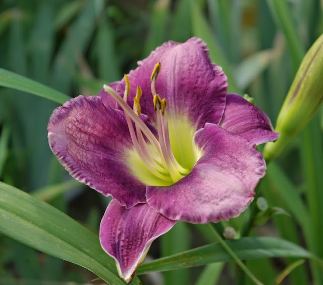 sweetbay: Blooming Friday ~ Patterns