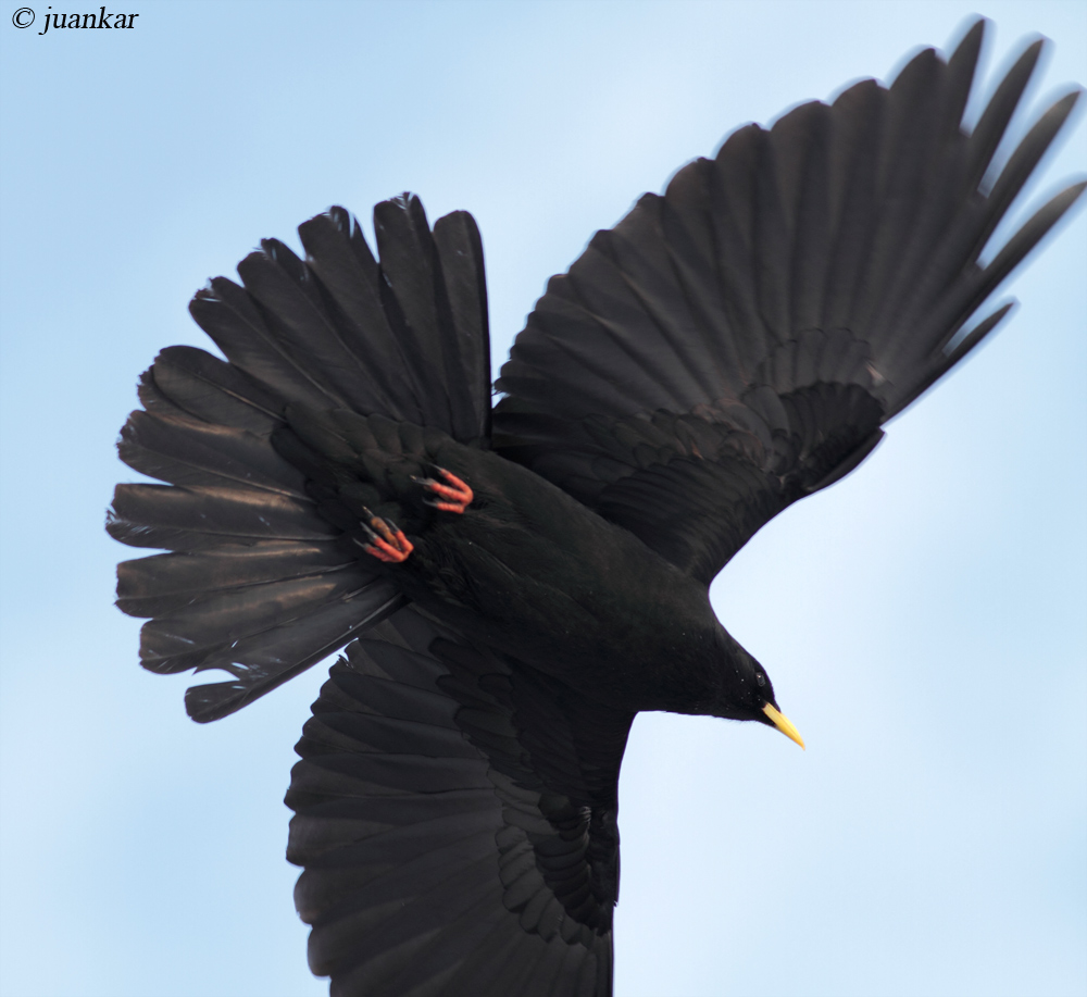 Entre alpinas y marinas.: Chova piquigualda, Yellow billed Chough