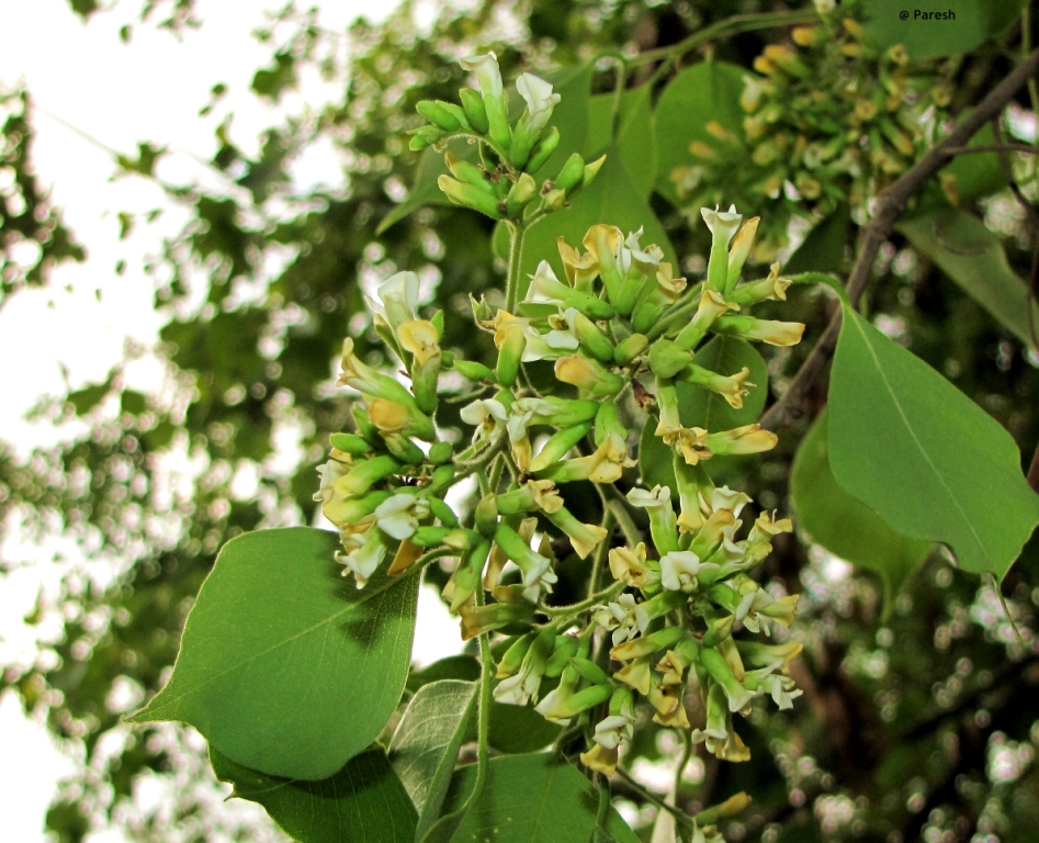 Sheesham Tree Flowers