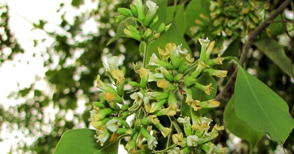 Gifting Trees...: Simple Sober Sissoo