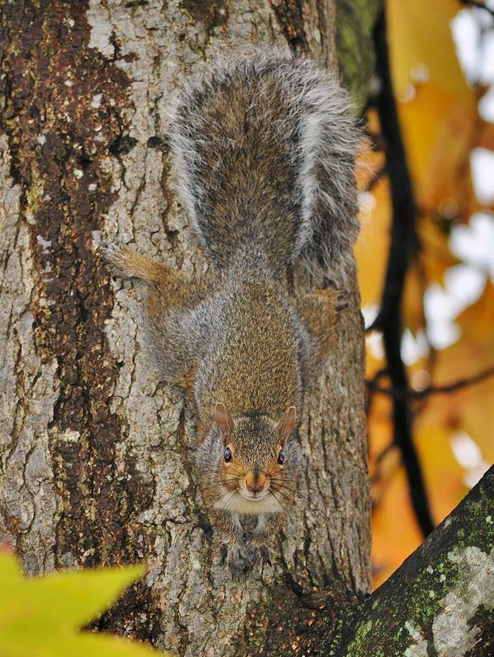 Bug's Eye View: Squirrel Wednesday