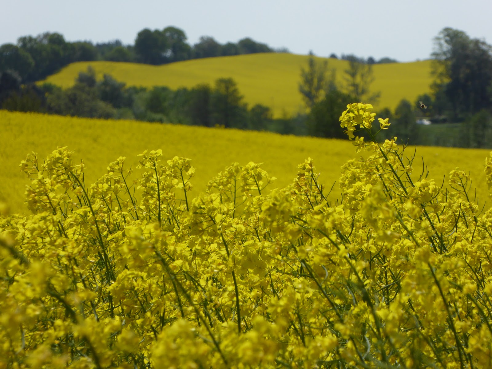 Family FECS: Canola Flower Fields in Denmark