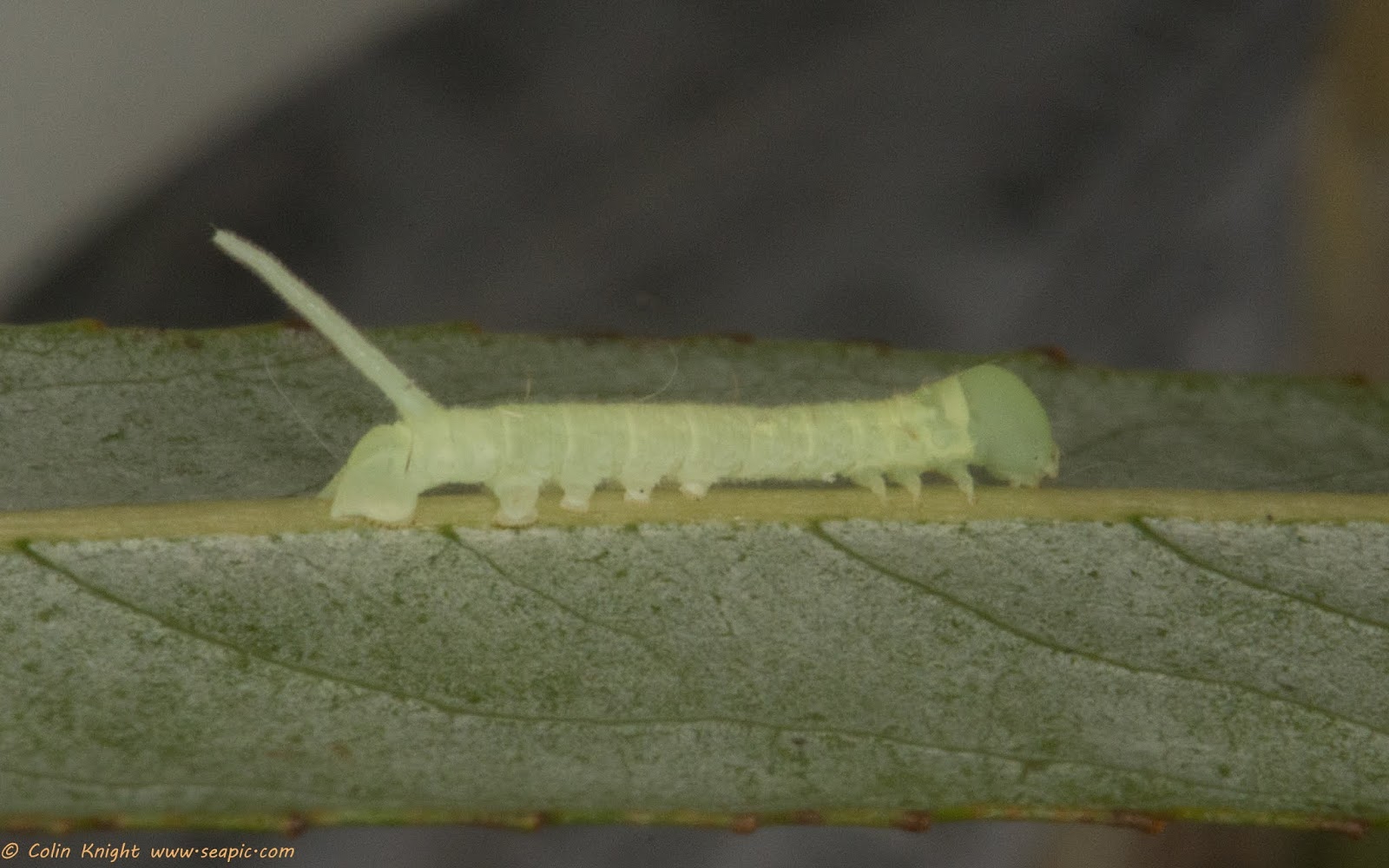 Postcards from Sussex: Poplar Hawk-moth eggs hatch