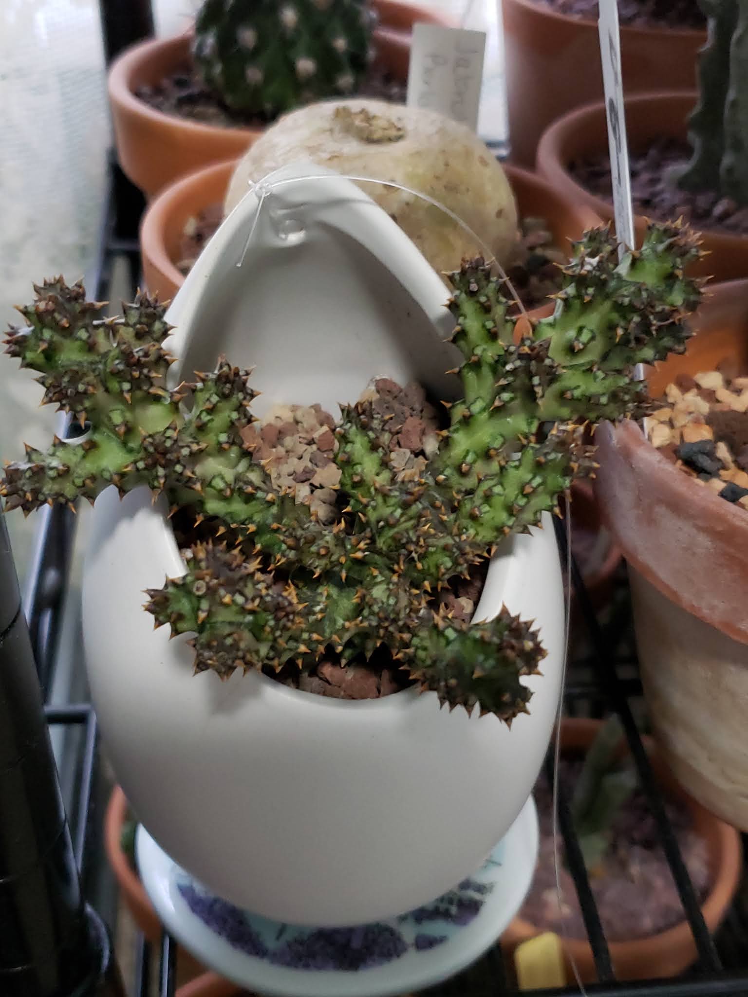 Sunshine in the Garden : Edithcolea grandis 'wamba road'