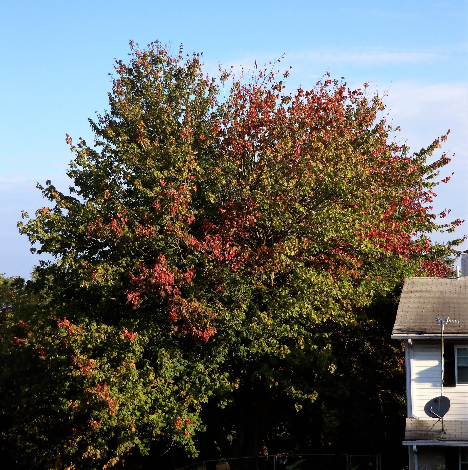 DEBBIE-DABBLE BLOG: Late Fall Front Porch and Yard Update. 2019