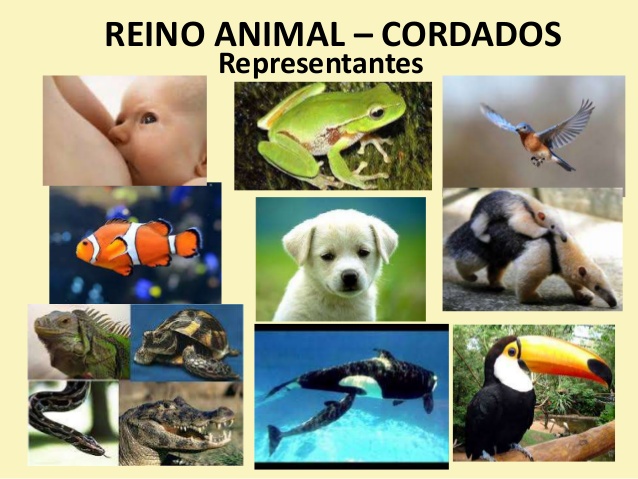 Filo Chordata ou Cordados