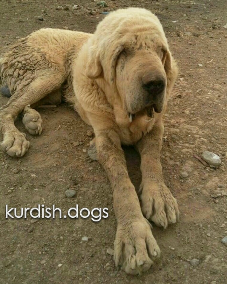 Pure Breed : Kurdish Dog /Pejdar Dog/Pshdar/Kurdistan