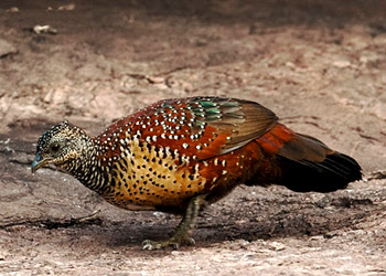 Sri Lankan Endemic Birds: Lanka Haban Kukula - The Ceylon Spurfowl ...