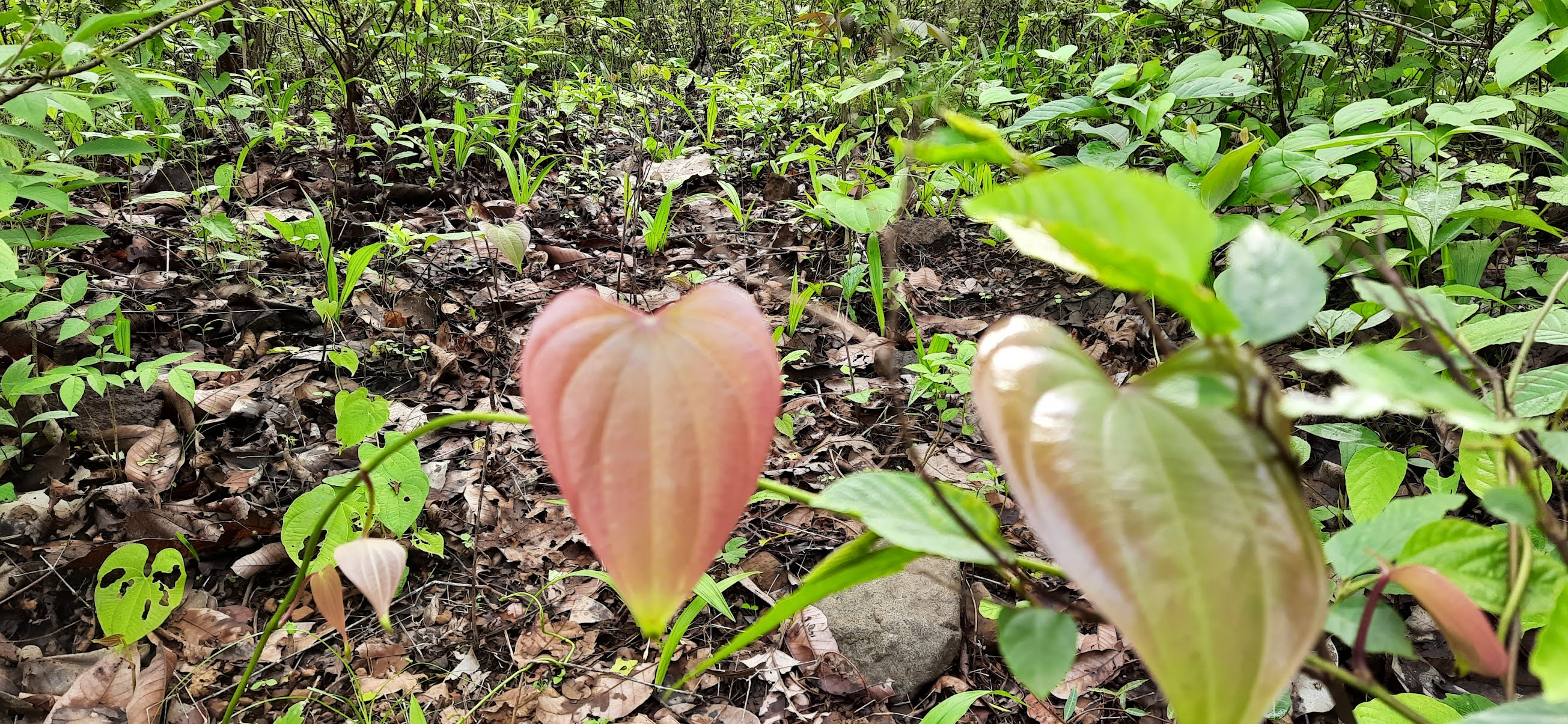 Sharad Pandhare's Educational Blog: Incredible Nature