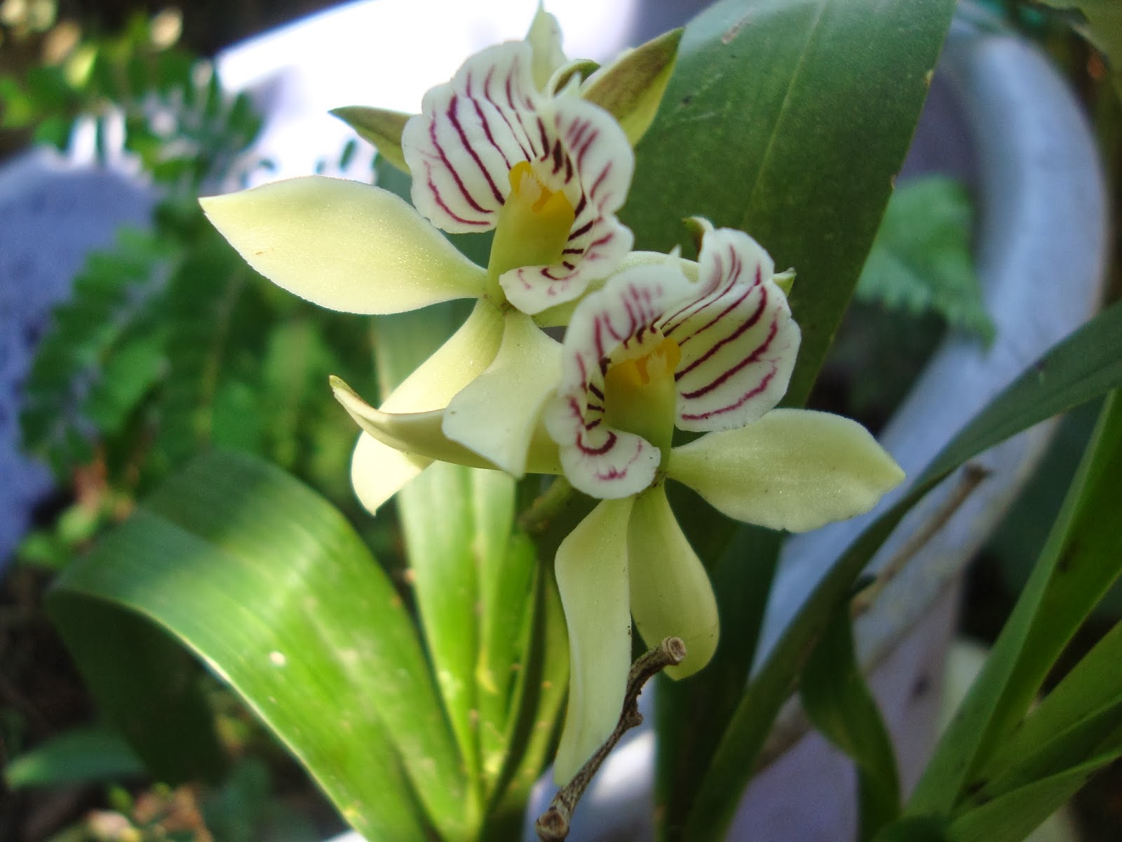 Orquídeas HElid: Prosthechea Radiata / Encyclia Radiata