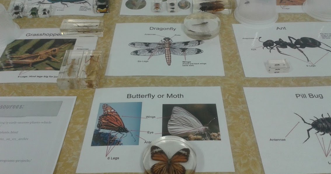 15 Minute Field Trips: Identifying Insects