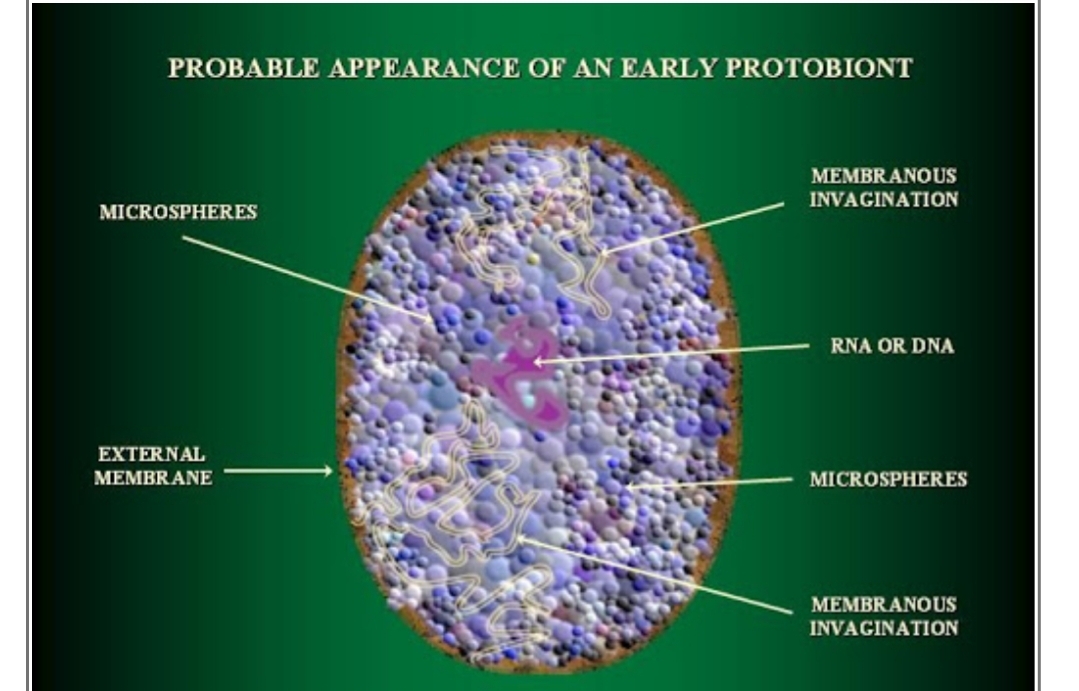 ORIGIN OF SPECIES ( ZOOLOGY) Class 11