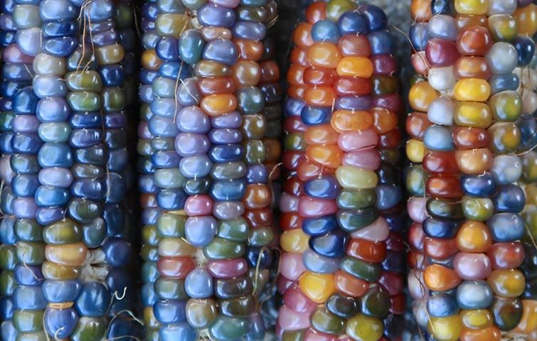 EverthingSewing Journal: Paradise Glass Gem Corn