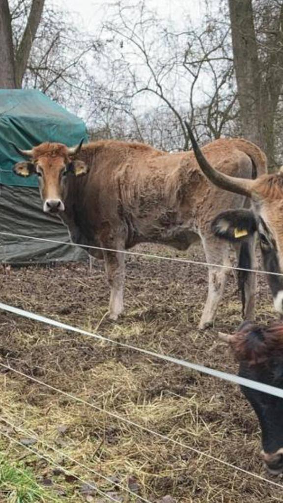 Three of the Auerrind Project's Maremmana crosses, one of which they ...