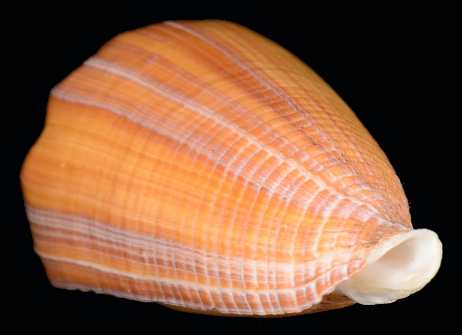 Dr. Lee's Gallery Museum: Conus sulcatus bocki 74.7mm 木乃伊芋螺