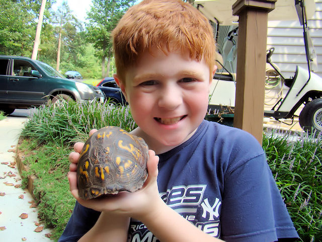 Blue Ridge Foothills & Lakes Virginia Master Naturalists: Eastern Box ...